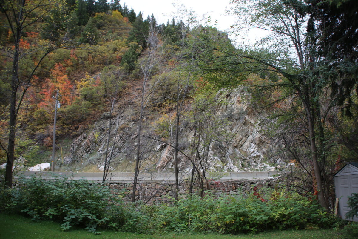 Before it’s too late, sit under an elm tree | News, Sports, Jobs ...